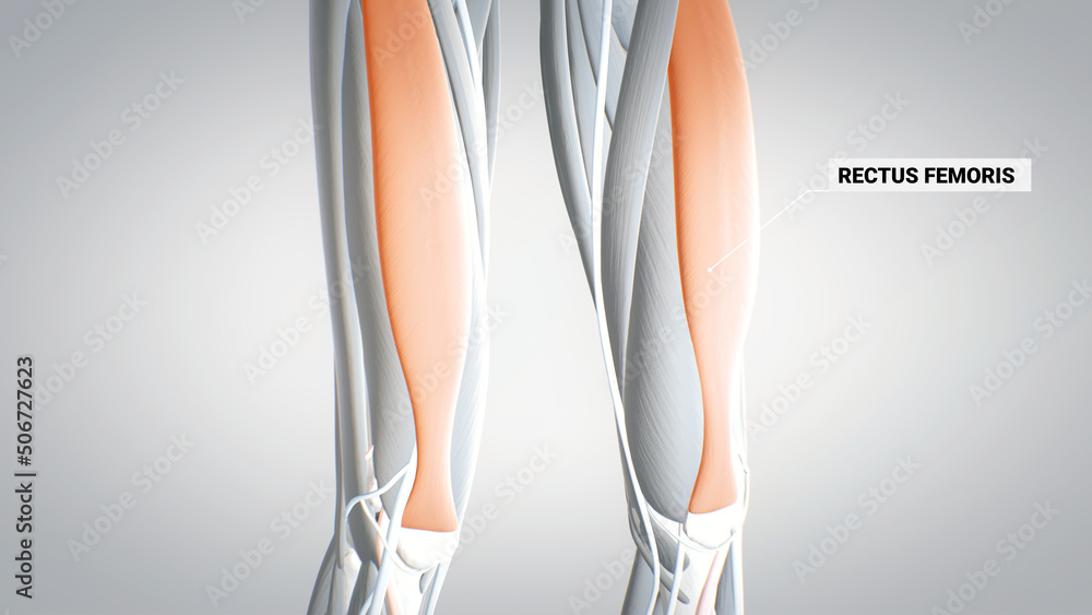 leg muscles, rectus femoris, detailed display of muscles, human ...