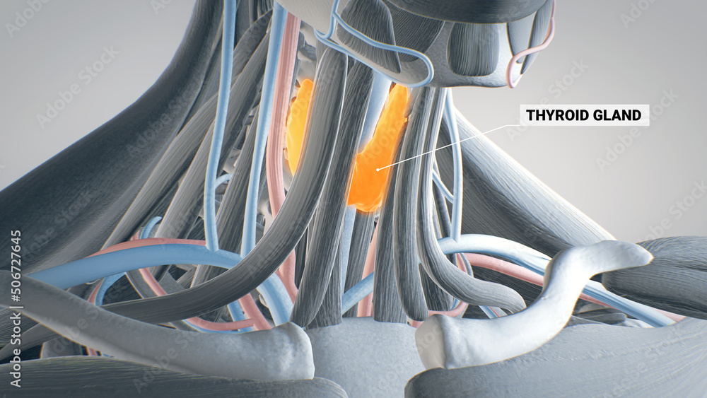 Thyroid gland, glands of the endocrine system, throat, anatomy 3D ...