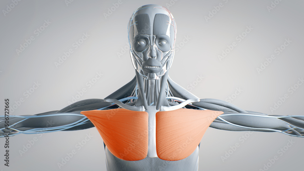 pectoralis major, human muscular system, 3D human anatomy, 3D render ...