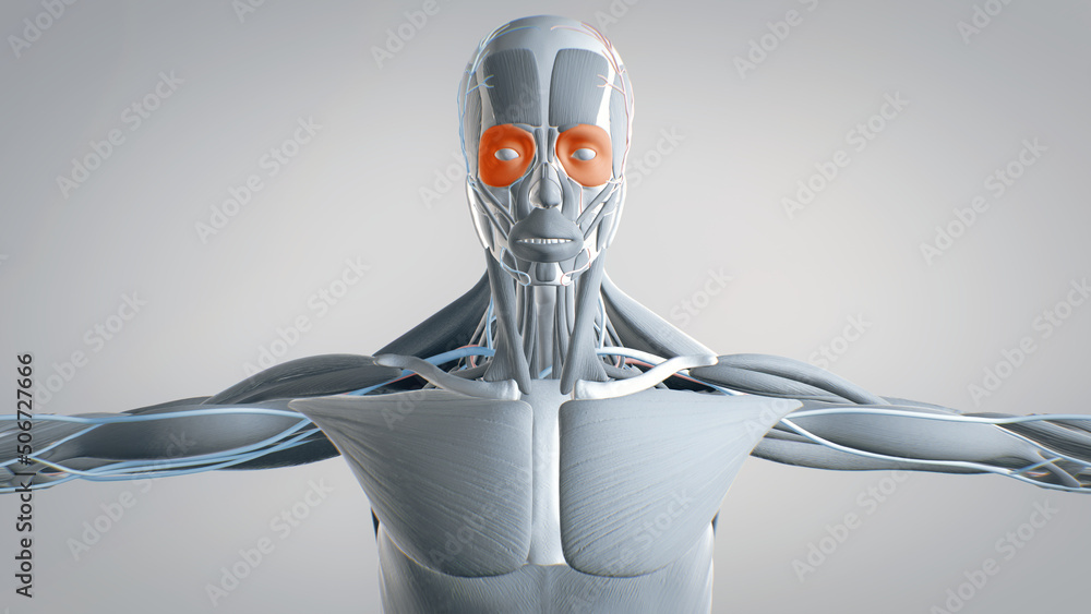 orbicularis oculi, muscles of the face, detailed display of face ...