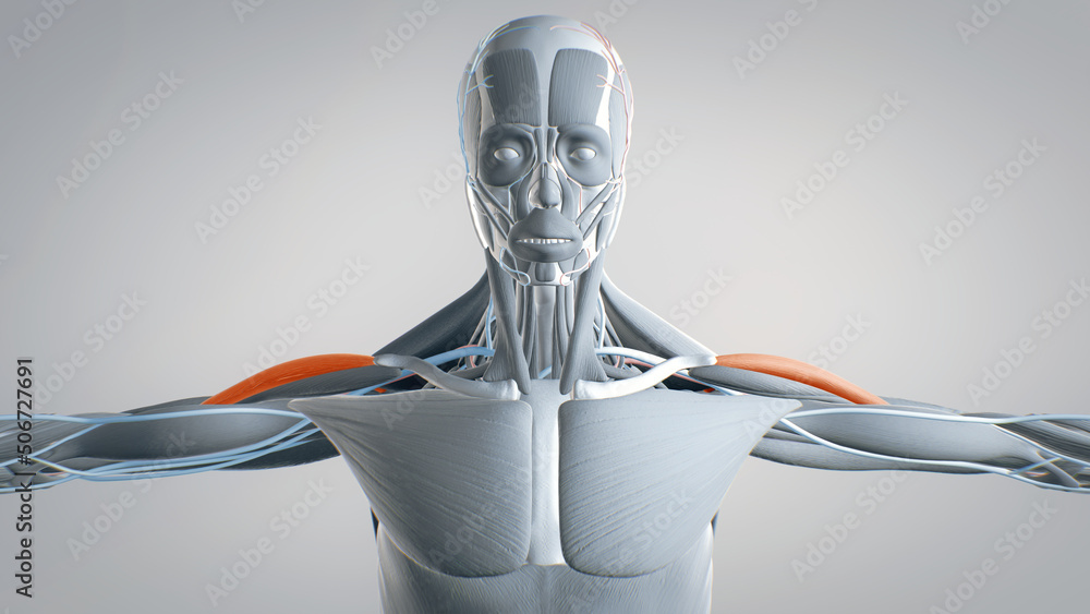 Delta muscles of the shoulder, muscles of the arm, human muscular ...