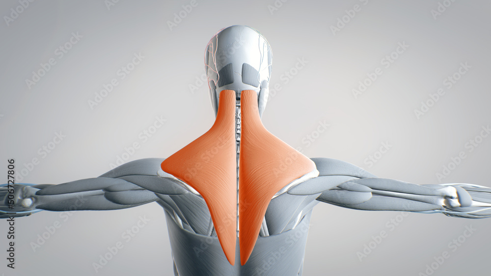 trapezius, human muscular system, 3D human anatomy, 3D render Stock ...