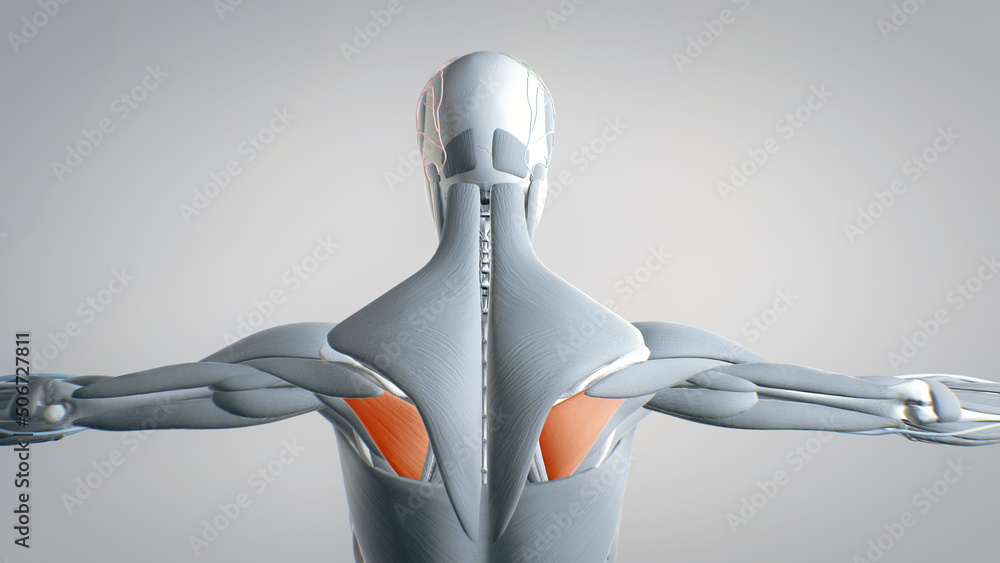 Musculus infraspinatus, spine, detailed display of muscles, human ...