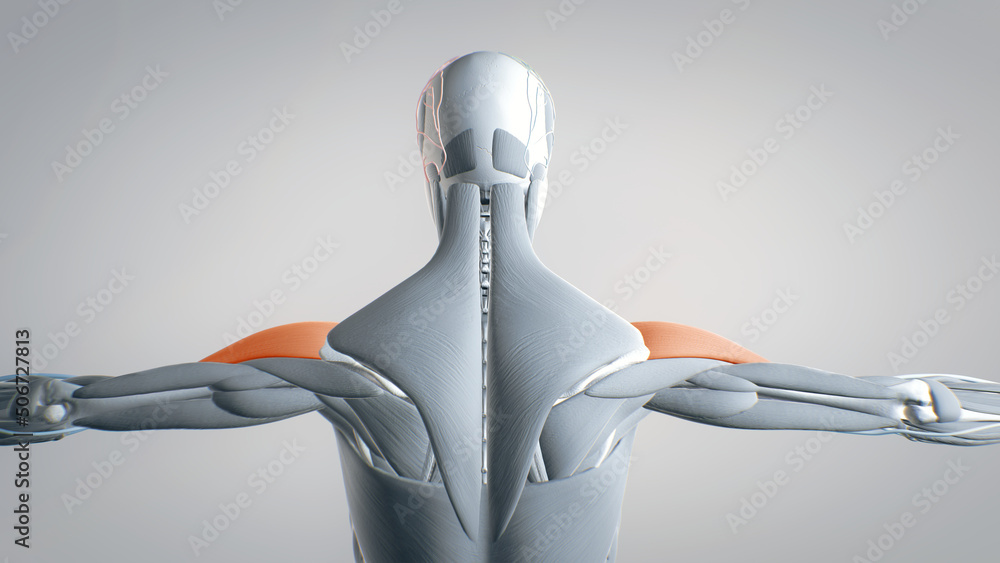 Delta muscles of the shoulder, muscles of the arm, human muscular ...