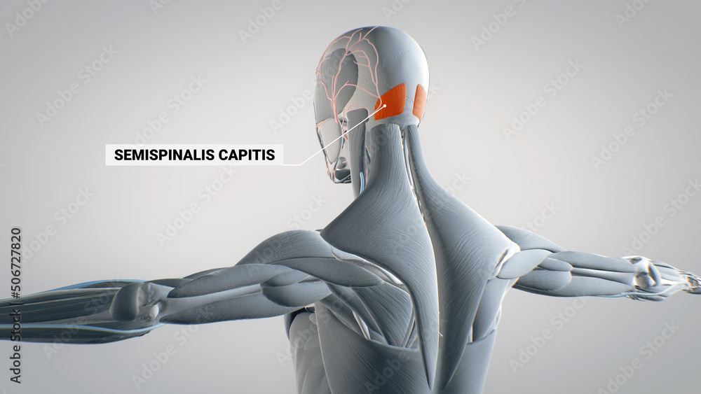 musculus semispinalis capitis, detailed display of muscles, human ...