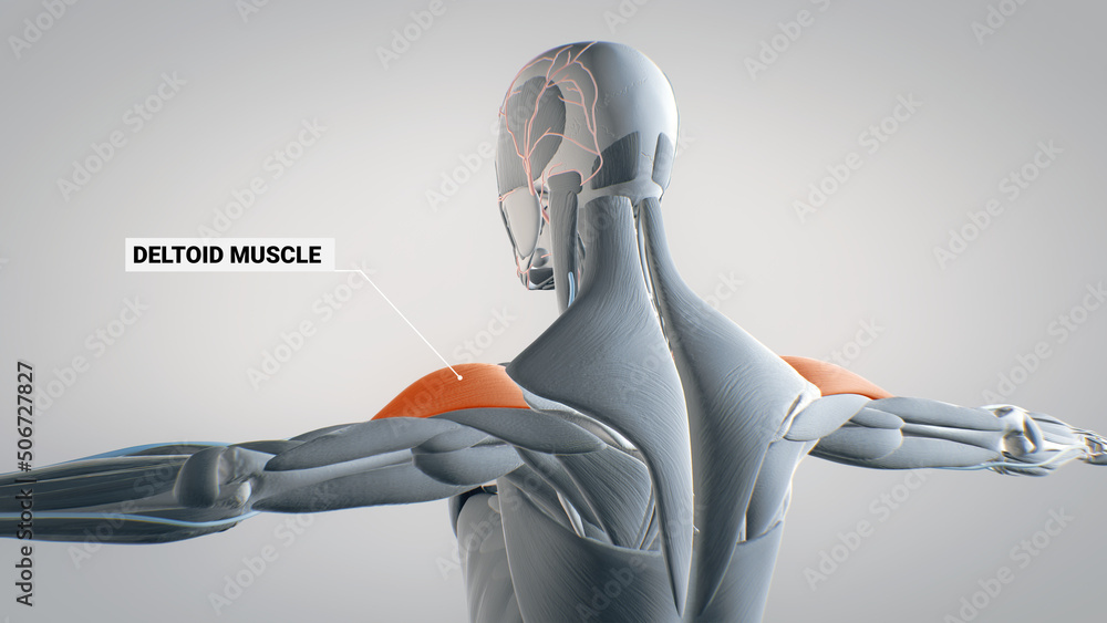 Delta muscles of the shoulder, muscles of the arm, human muscular ...