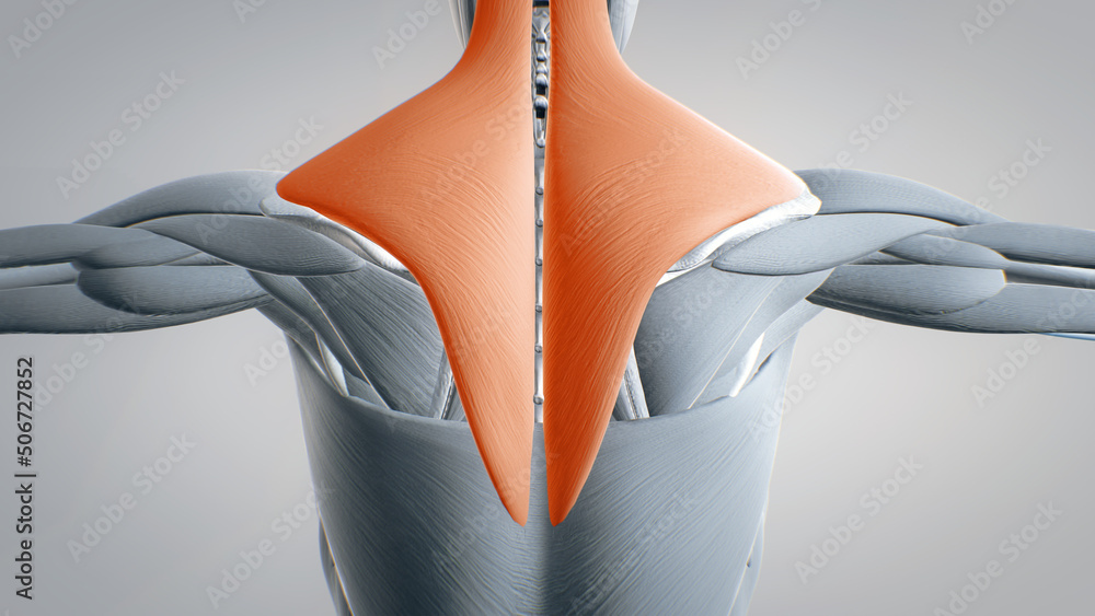 Poster trapezius, human muscular system, 3D human anatomy, 3D render ...