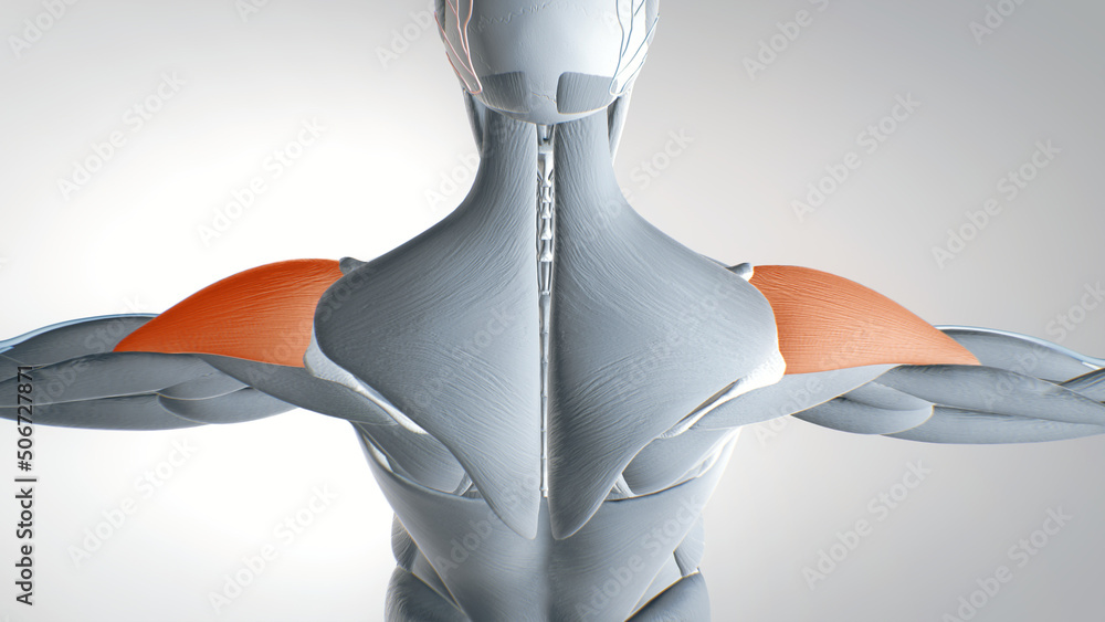 Delta muscles of the shoulder, muscles of the arm, human muscular ...