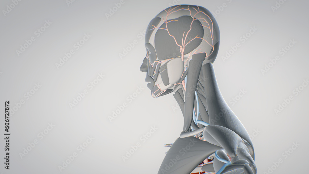 All muscles of the face, detailed display of face muscles, human ...