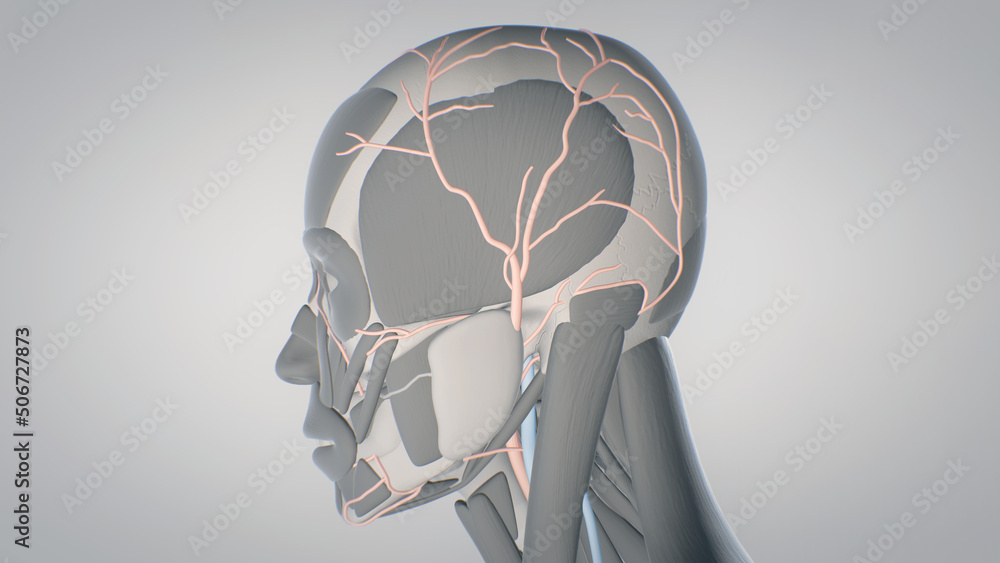 All muscles of the face, detailed display of face muscles, human ...