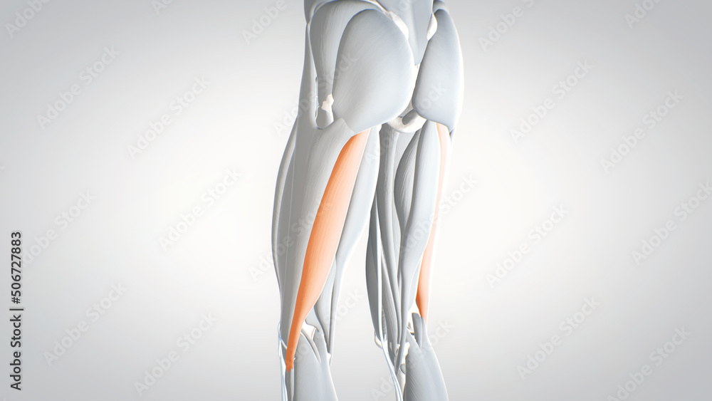 leg muscles, biceps femoris, detailed display of muscles, human ...
