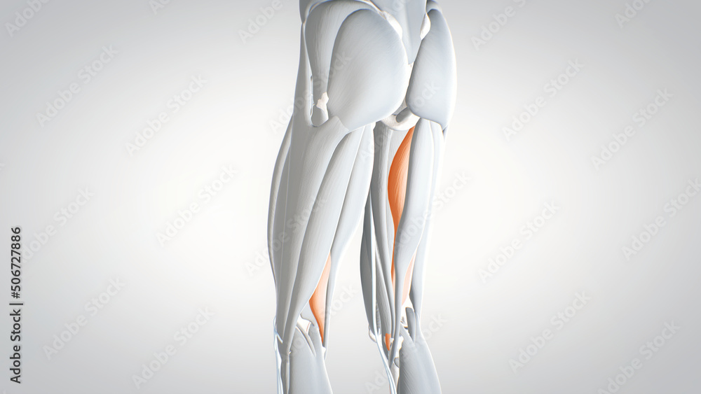 leg muscles, semimembranosus, detailed display of muscles,, human ...