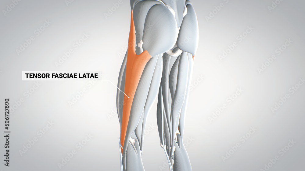 leg muscles, tensor fasciae latae, detailed display of muscles, human ...