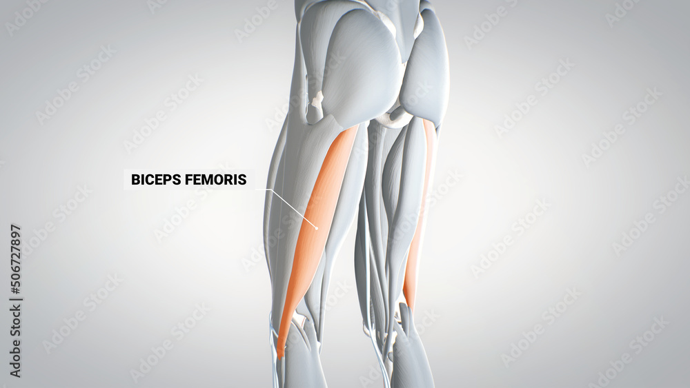 leg muscles, biceps femoris, detailed display of muscles, human ...