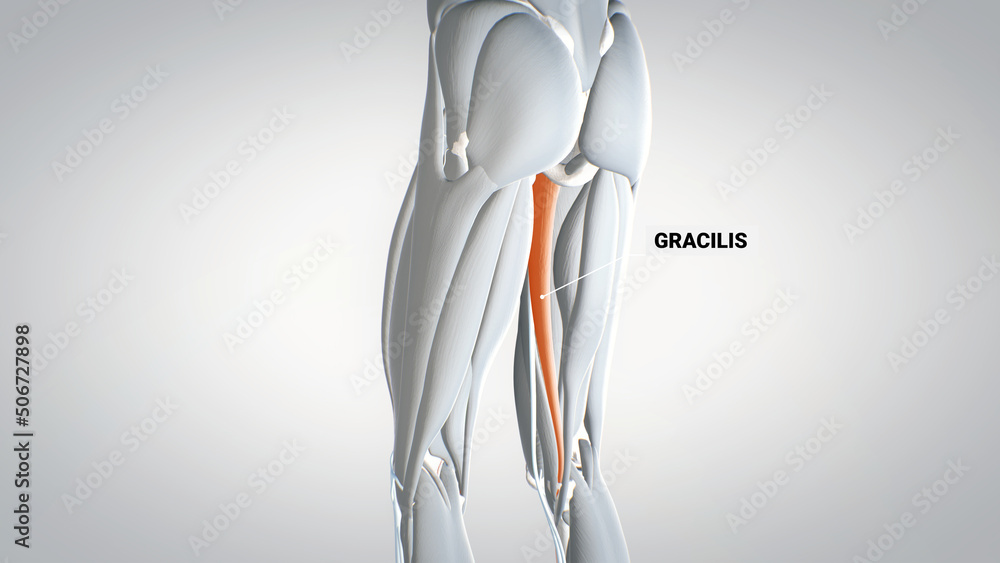 Gracilis muscle, leg muscles, detailed display of muscles, human ...