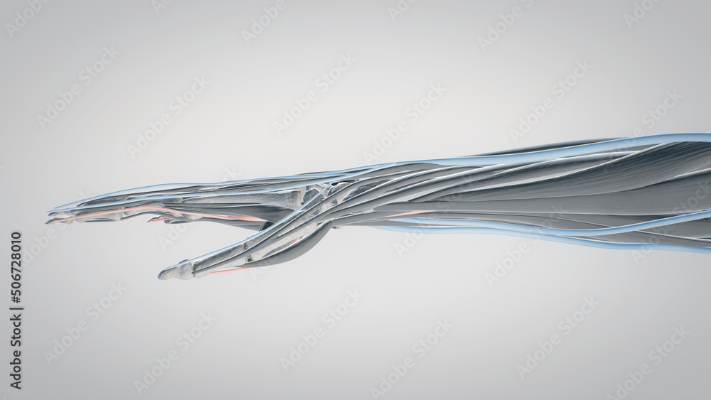 The structure of the human hand, the muscles of the hand, human ...