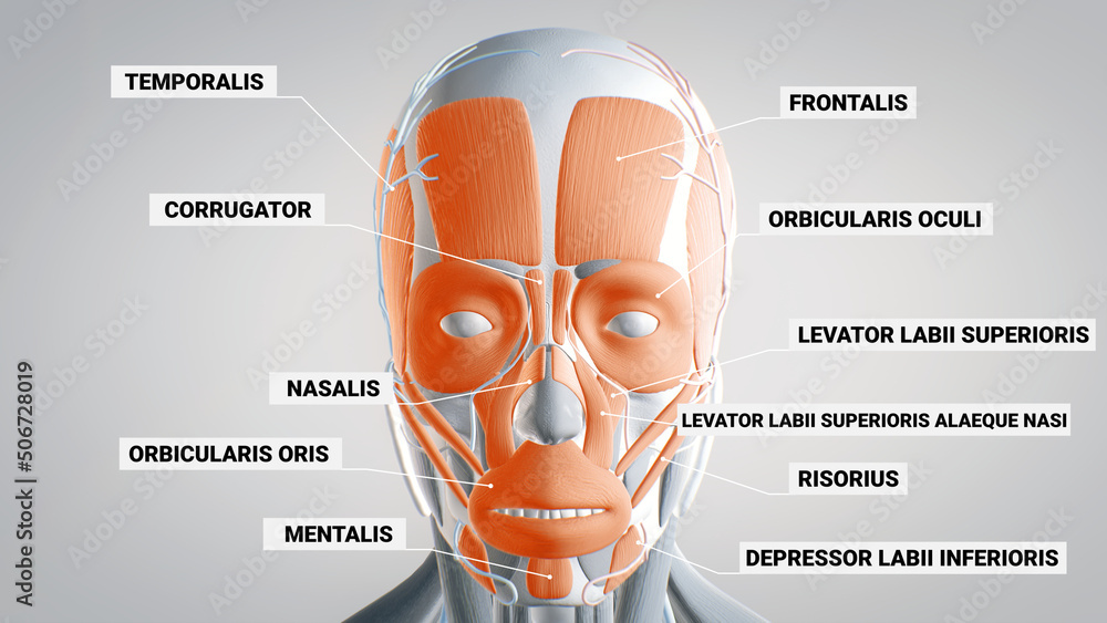 All muscles of the face, detailed display of face muscles, human ...