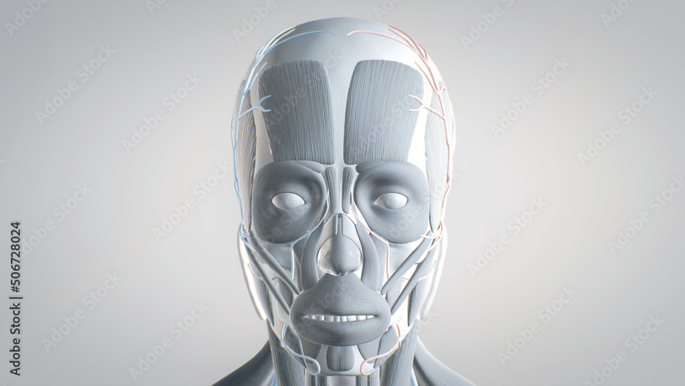 All muscles of the face, detailed display of face muscles, human ...