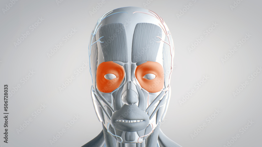 orbicularis oculi, muscles of the face, detailed display of face ...