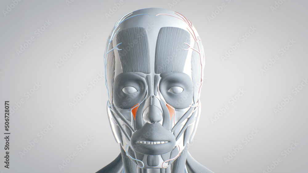 All muscles of the face, detailed display of face muscles, human ...