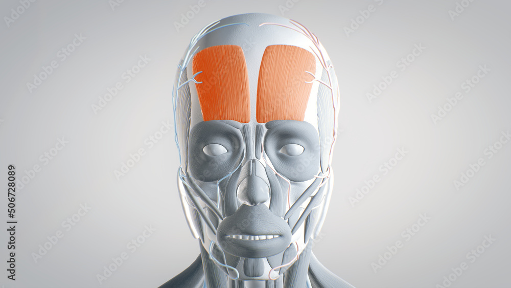 All muscles of the face, detailed display of face muscles, human ...