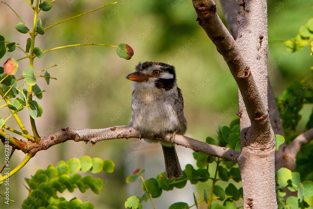 João bobo - Birds from Brazil - Chapada dos Veadeiros Stock Photo ...