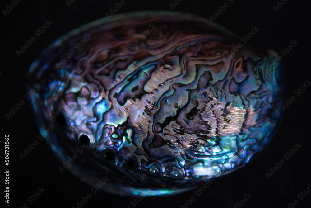Paua shell on dark background. Close up. Paua is Maori for abalone. Stock-Foto | Adobe Stock