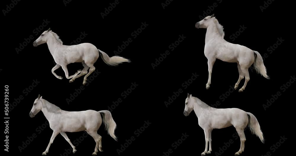 Set of white horse realistic animation. Isolated animal video including ...