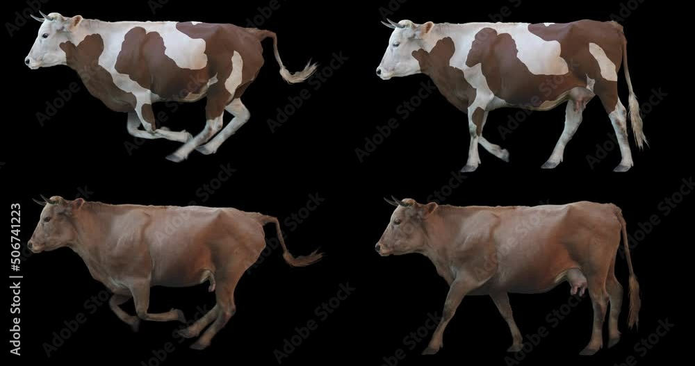Set of brown cow walking and running realistic animation. Isolated ...