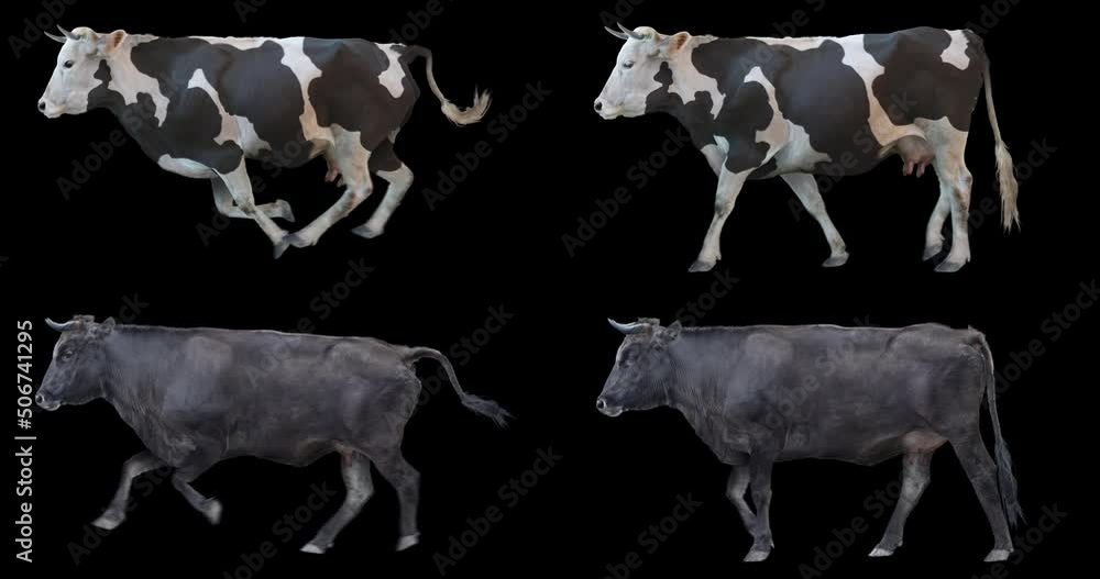 Set of black cow walking and running realistic animation. Isolated ...