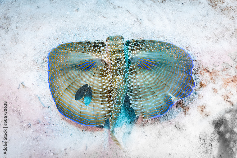 Fish With Legs And Wings