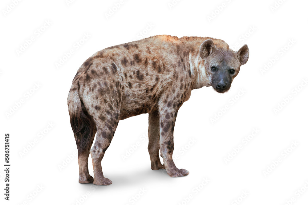 The Spotted hyena isolated on White Background. Genus crocuta. Africa ...