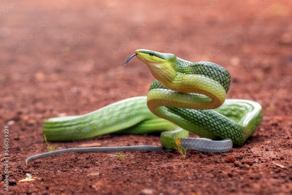 Red-tailed green rat snake in standing position , ready to attack Stock ...