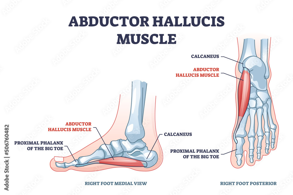Abductor hallucis muscle with leg or foot skeleton outline diagram ...
