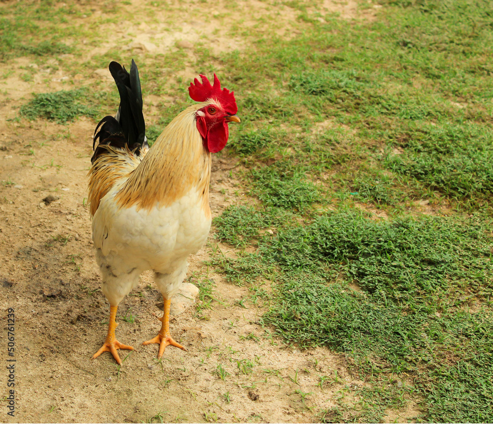 gallo, con cresta roja en la granja Stock Photo | Adobe Stock