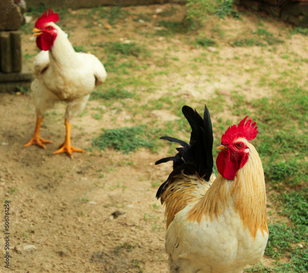 gallo blanco, gallo criollo, cresta roja, dos gallos en el granja Stock ...