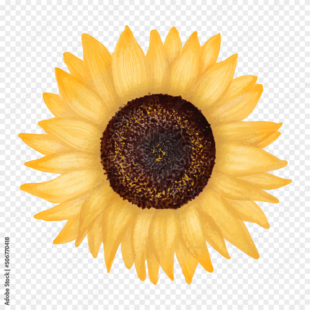 Sunflower flower, realistic vector illustration. Stock Vector | Adobe Stock