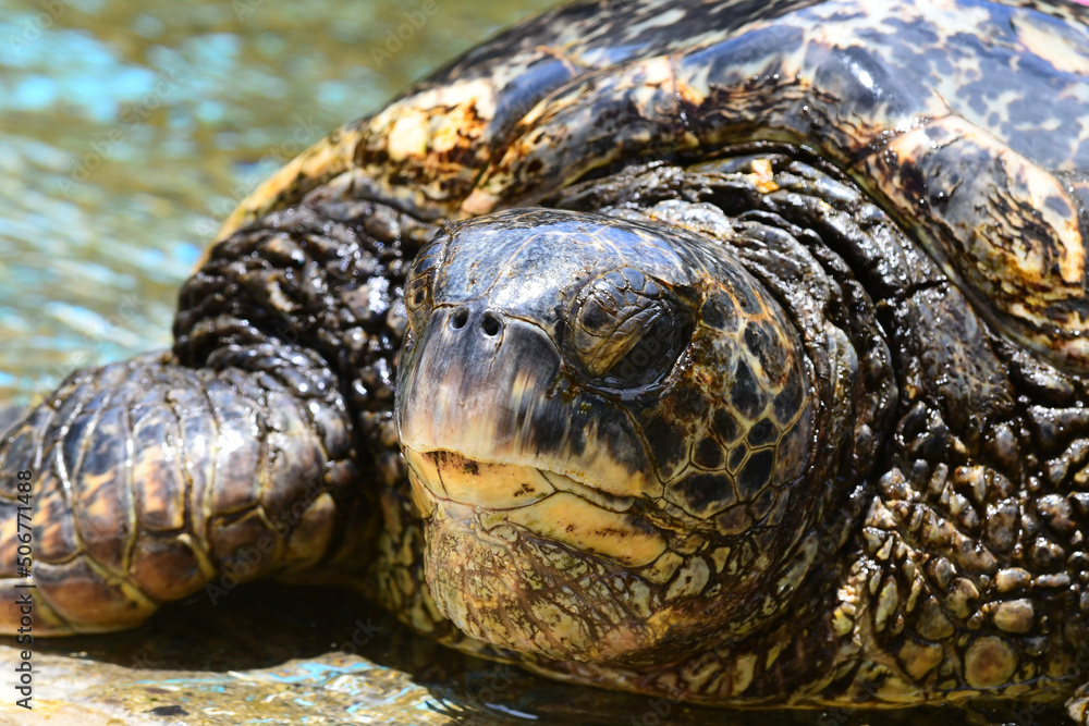 Hawaiian green sea turtles, or honu, are the largest hard-shelled sea ...