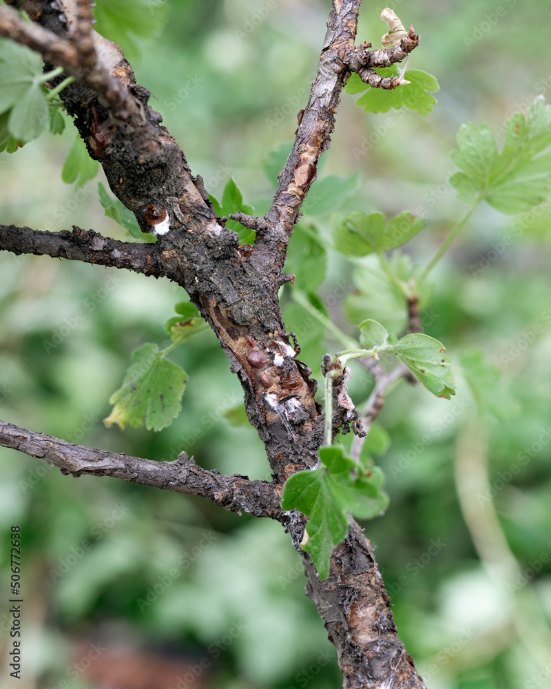 Plant stem heavily infested by scale insects coccoidea on natural ...
