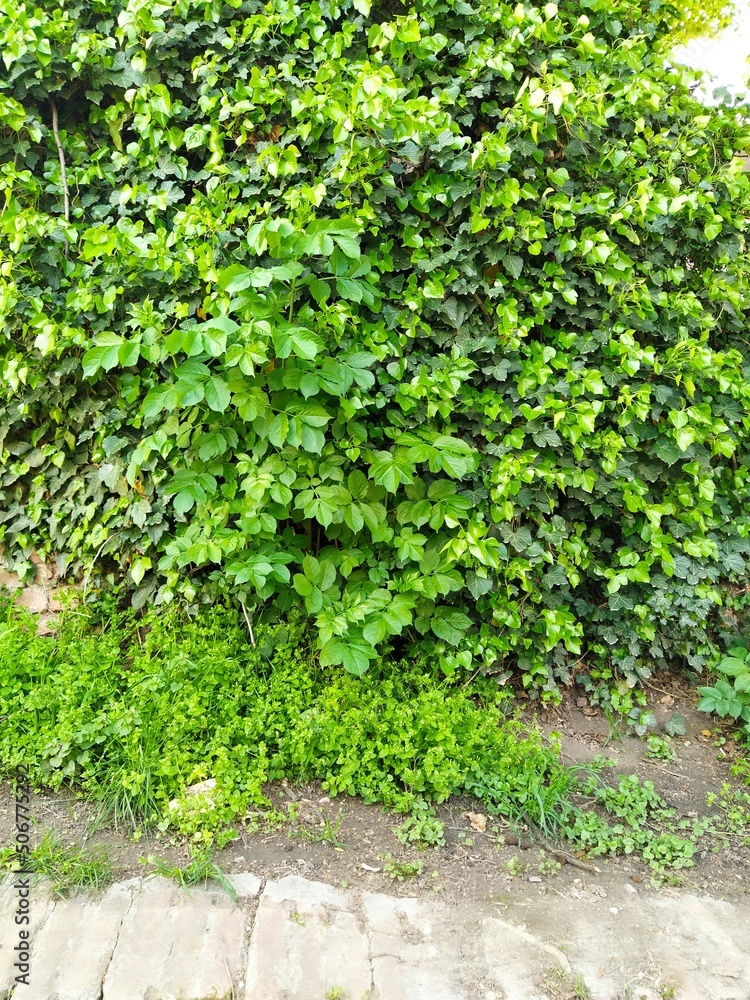 Leaves and young shoots of ivy climb up the wall. European forest ...