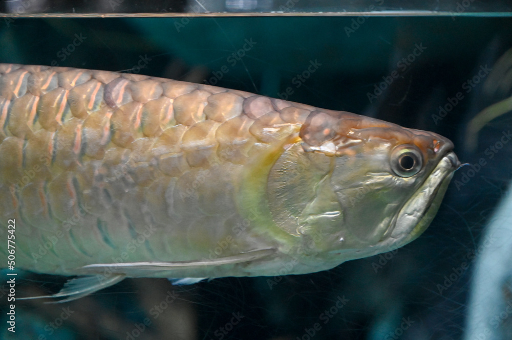 Arapaima gigas Fish also known as pirarucu swimming in fish tank ...