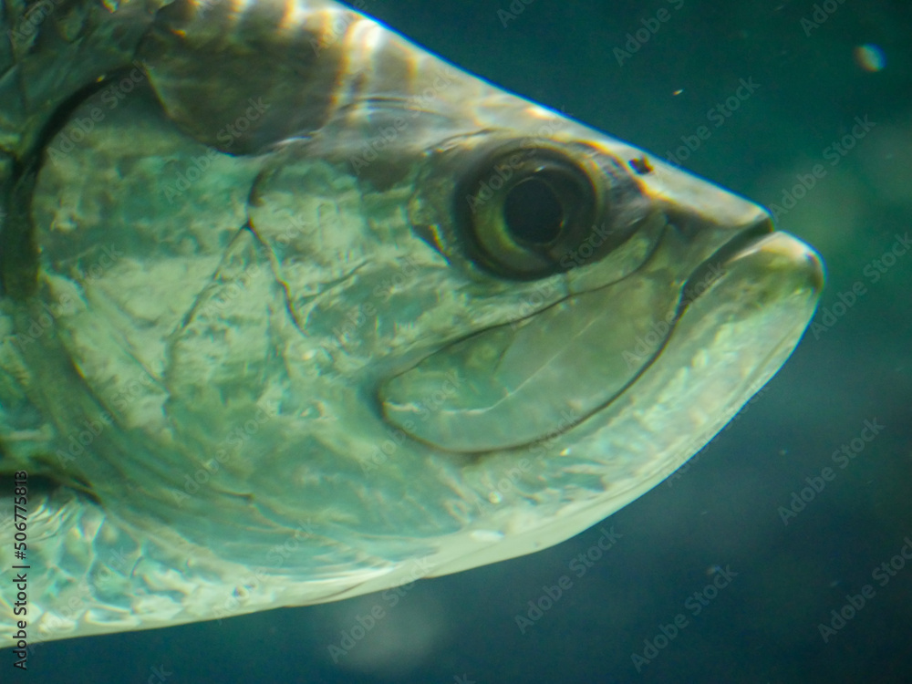 Atlantic tarpon fish also known as the silver king, swimming in fish ...