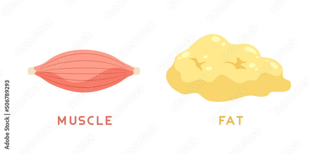 Illustration of muscle and fat isolated on white background. Flat ...