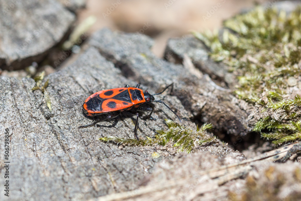 Pluskwiak kowal bezskrzydły na pniu drzewa Stock Photo | Adobe Stock