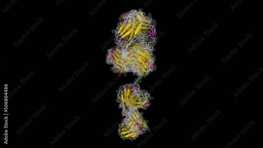 3D structure of a human antibody (immunoglobulin, IgG). Secondary ...
