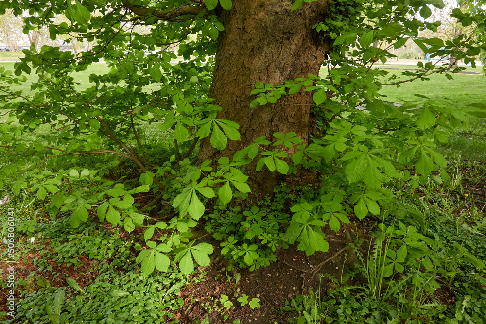 Deciduous forest (public park) on a clear day. Leaves of a horse ...