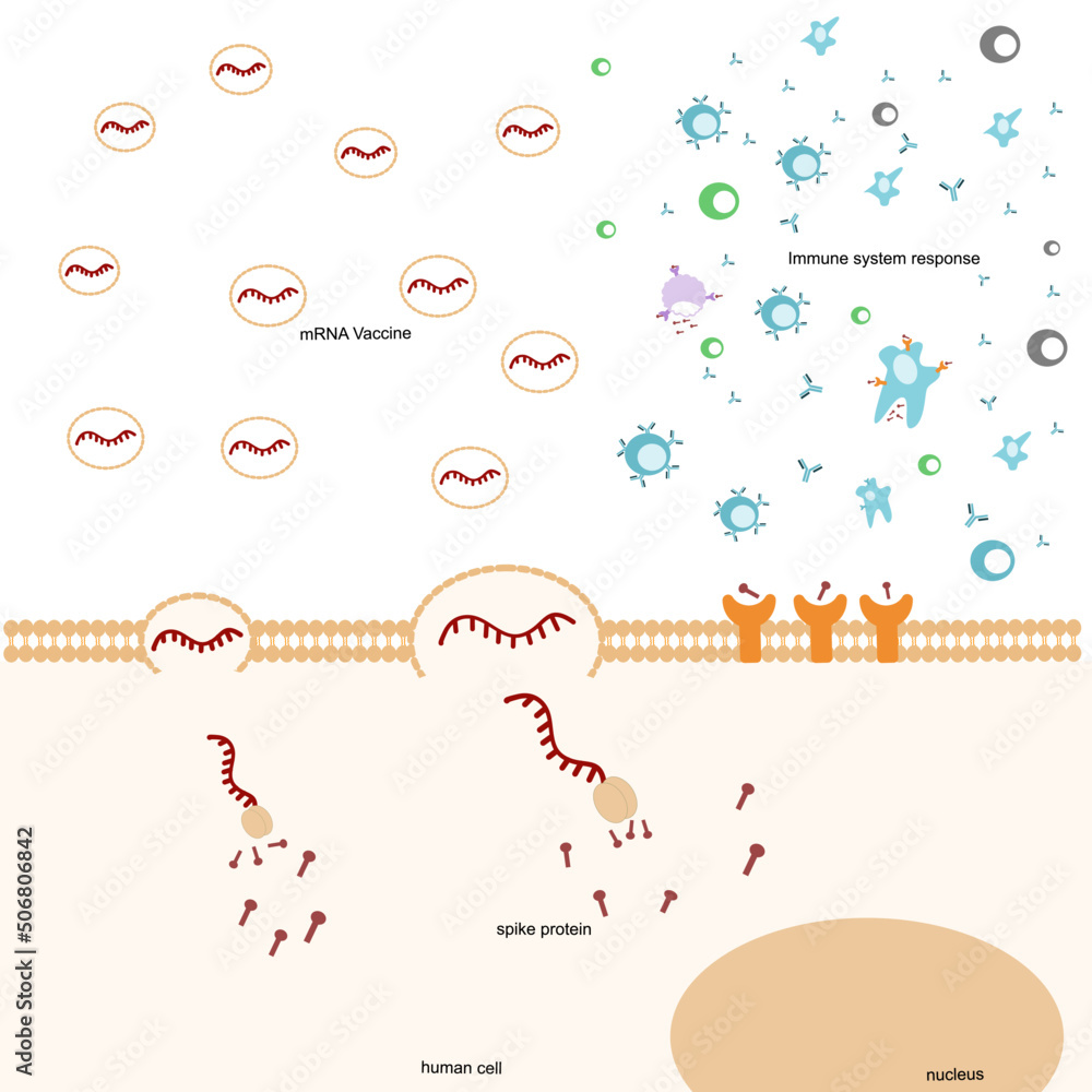 The immunization pathway was induced by mRNA vaccine that prevent or ...