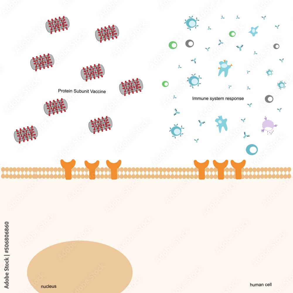 The immunization pathway was induced by the protein subunit vaccine ...