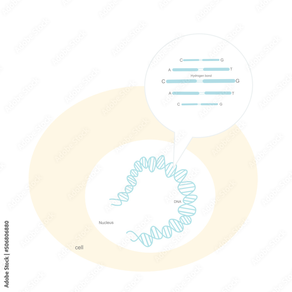 The DNA sequence in the nucleus of eukaryotic cell that represent a ...