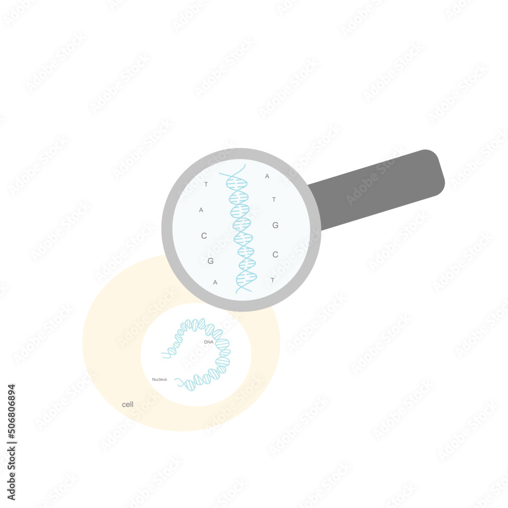 Vettoriale Stock A picture shows the magnifying glass is observing the ...